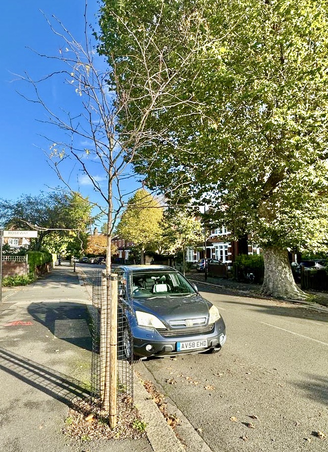 The short lives of many urban trees