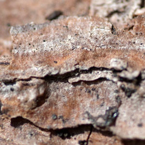 Woody tissues : bark