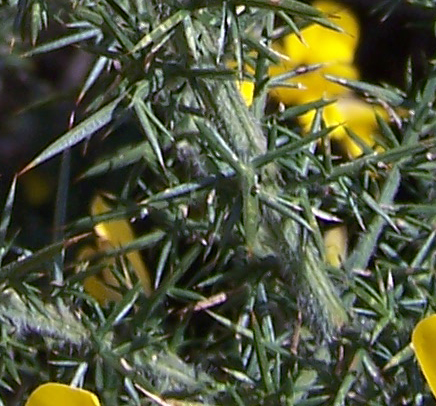 Gorse
