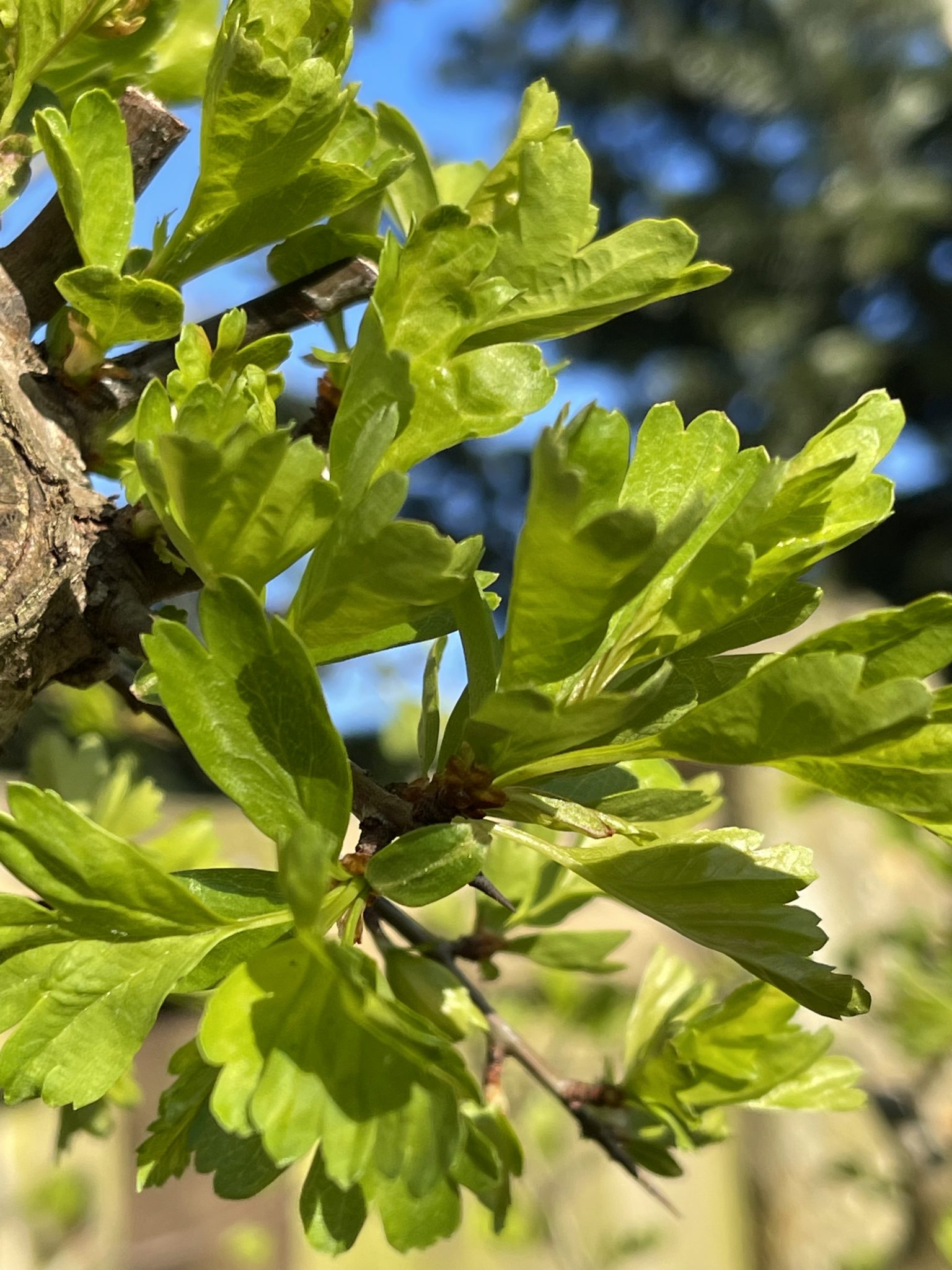 Hawthorn