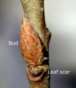 Oak