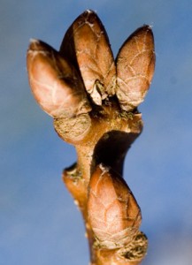 Oak
