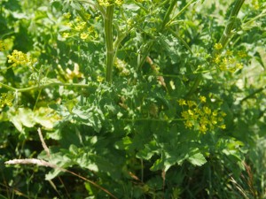 Wild Parsnip