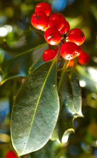 Holly – a really useful tree