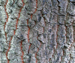 The Turkey or Iron Oak – Quercus cerris