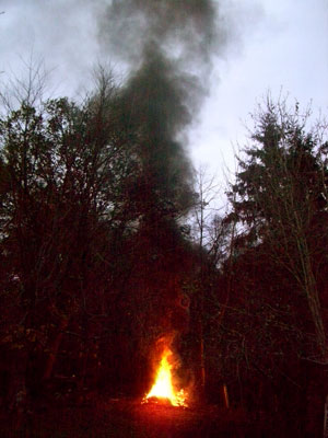 Scots Pine, fire, and capercaillies.